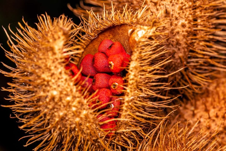 Achiote Oil Recipe & Spice | Anatto Oil - The Spice House