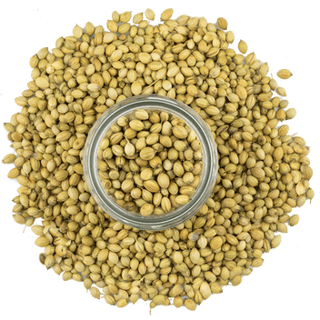 Whole Indian Coriander - The Spice House